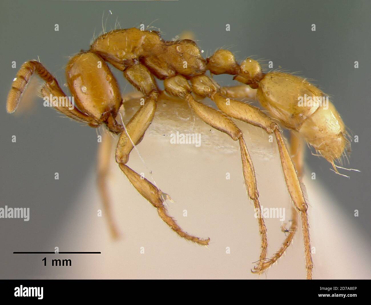 Progresso, Honduras, Eciton (Acamatus) impudens Mann, 1922, Animalia, Arthropoda, Insecta ...