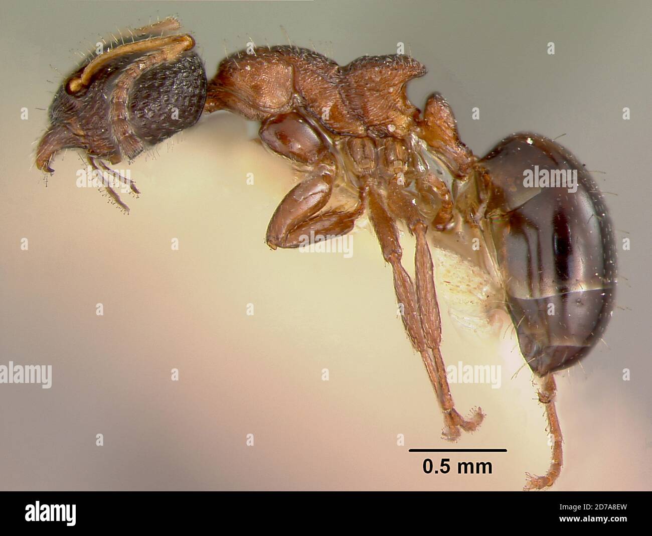 Rockford, Winnebago, Illinois, United States, Dolichoderus plagiatus ...