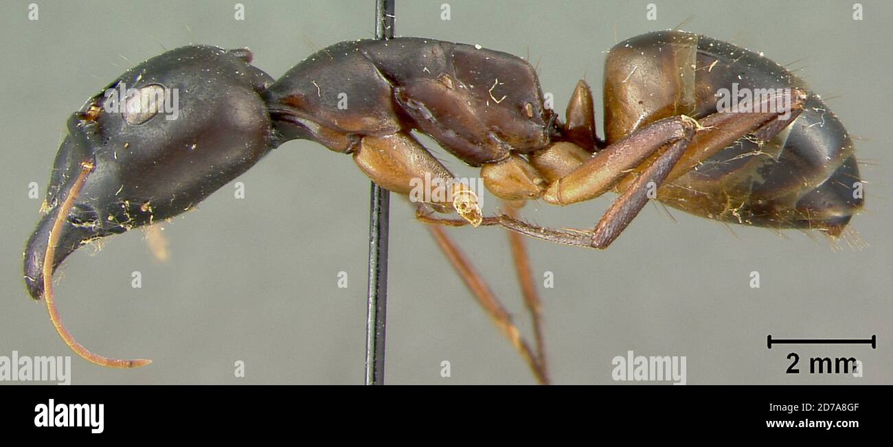 Camponotus (Tanaemyrmex) foleyi fezzanensis Bernard, 1953, Animalia ...