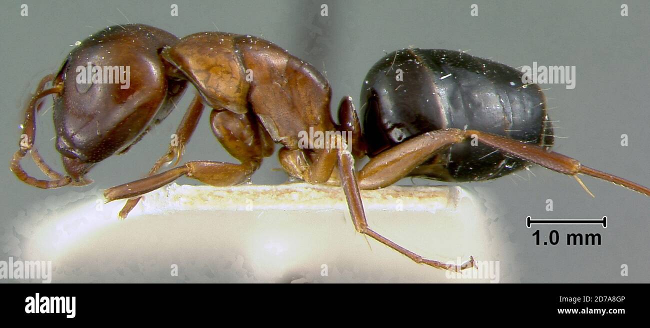 Lagunitas, Marin, California, United States, Camponotus (Myrmentoma ...