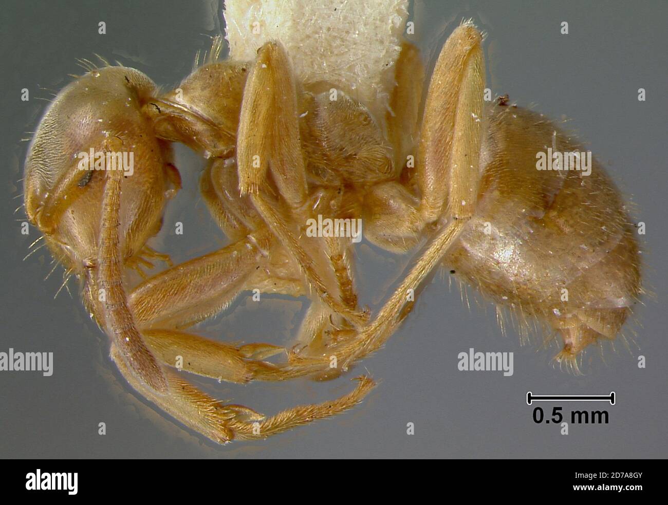 1944 animalia hi-res stock photography and images - Alamy