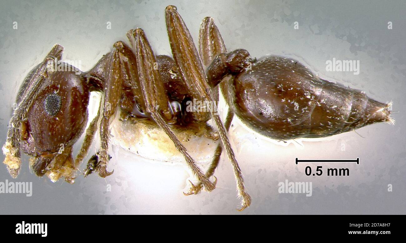 Mashonaland, South Africa, Crematogaster (Oxygyne) donisthorpei ...