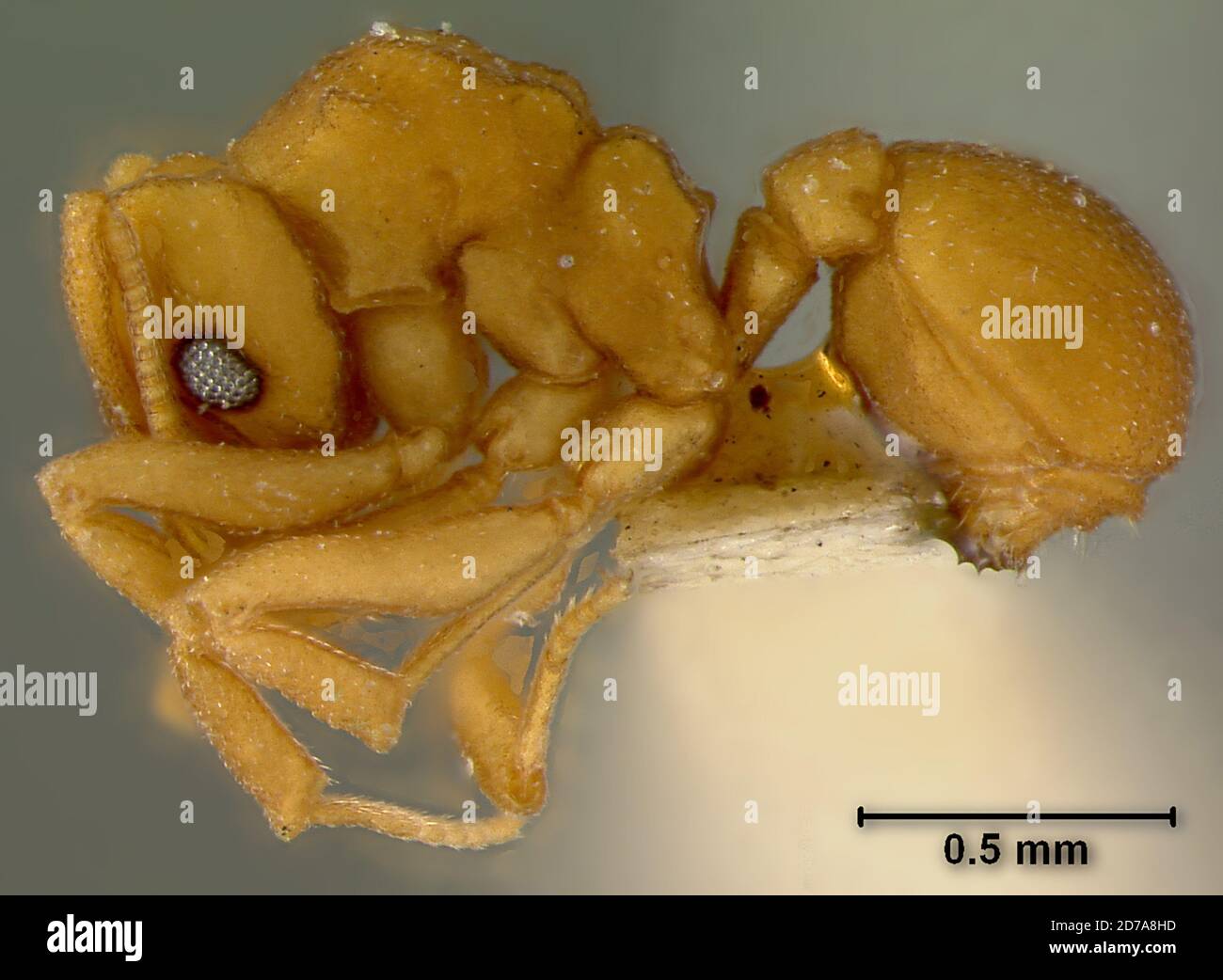 Santiago, Ixtquintla, Tepic, Nayarit, Mexico, Cyphomyrmex flavidus ...