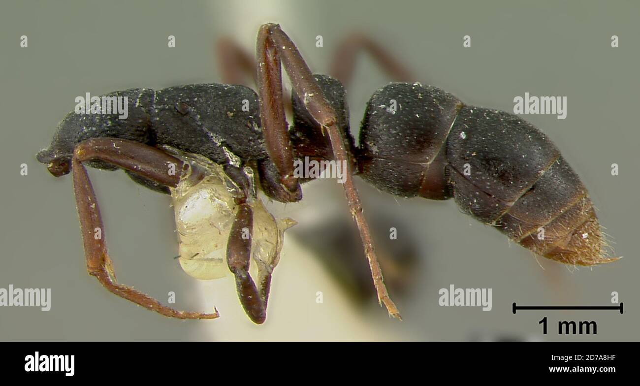 Cuba, Leptogenys falcata Roger, 1861, Animalia, Arthropoda, Insecta ...