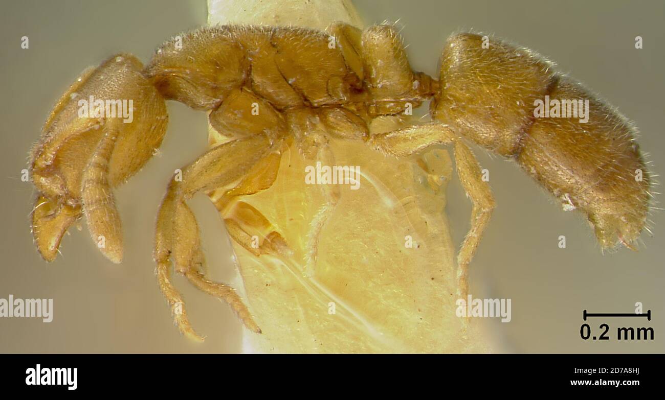 Ponera exotica smith hi-res stock photography and images - Alamy