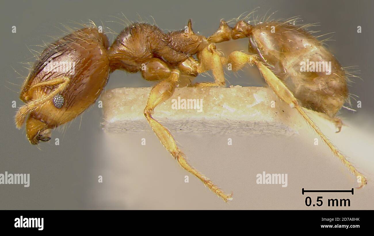Nadarivatu, Fiji, Pheidole knowlesi extensa Mann, 1921, Animalia ...