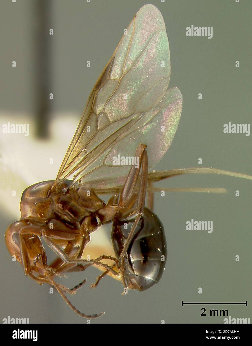 Winterset, Madison, Iowa, United States, Formica fossaceps Buren, 1942 ...