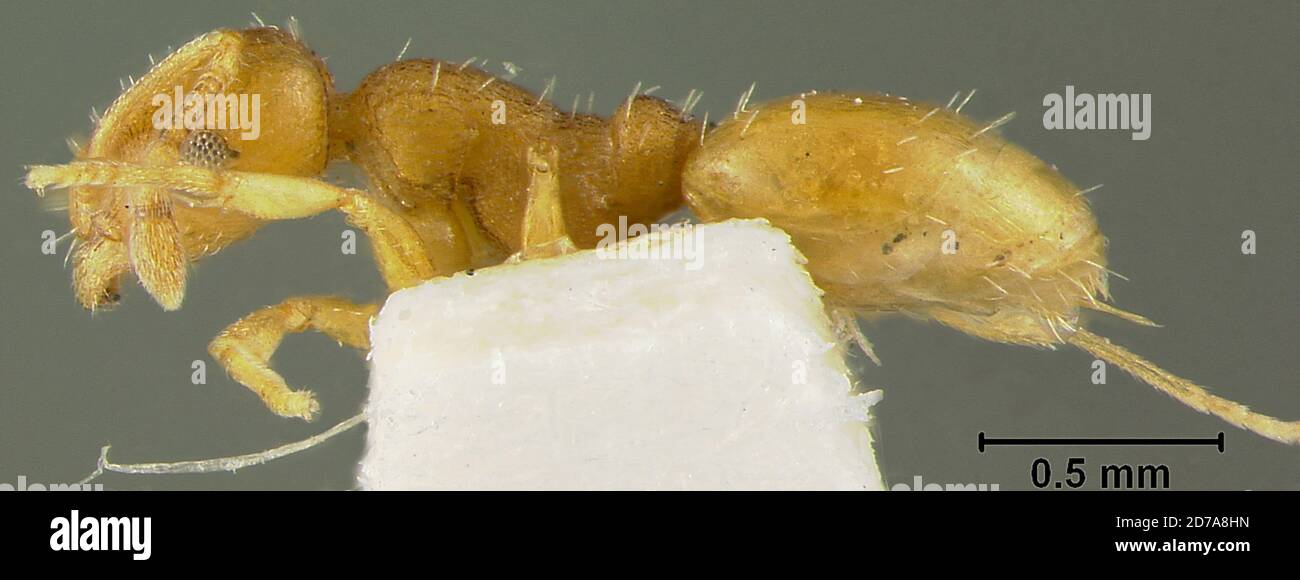 Plainfield, Will, Illinois, United States, Leptothorax foveata Smith ...