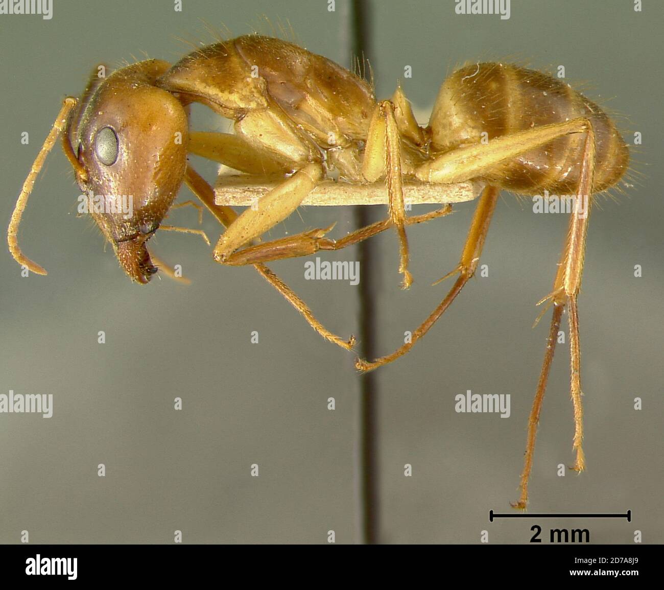 Furcy, Haiti, Camponotus (Colobopsis) maculatus fraterculus Wheeler ...
