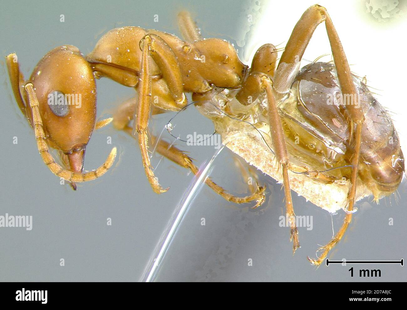 Polyergus breviceps hi-res stock photography and images - Alamy