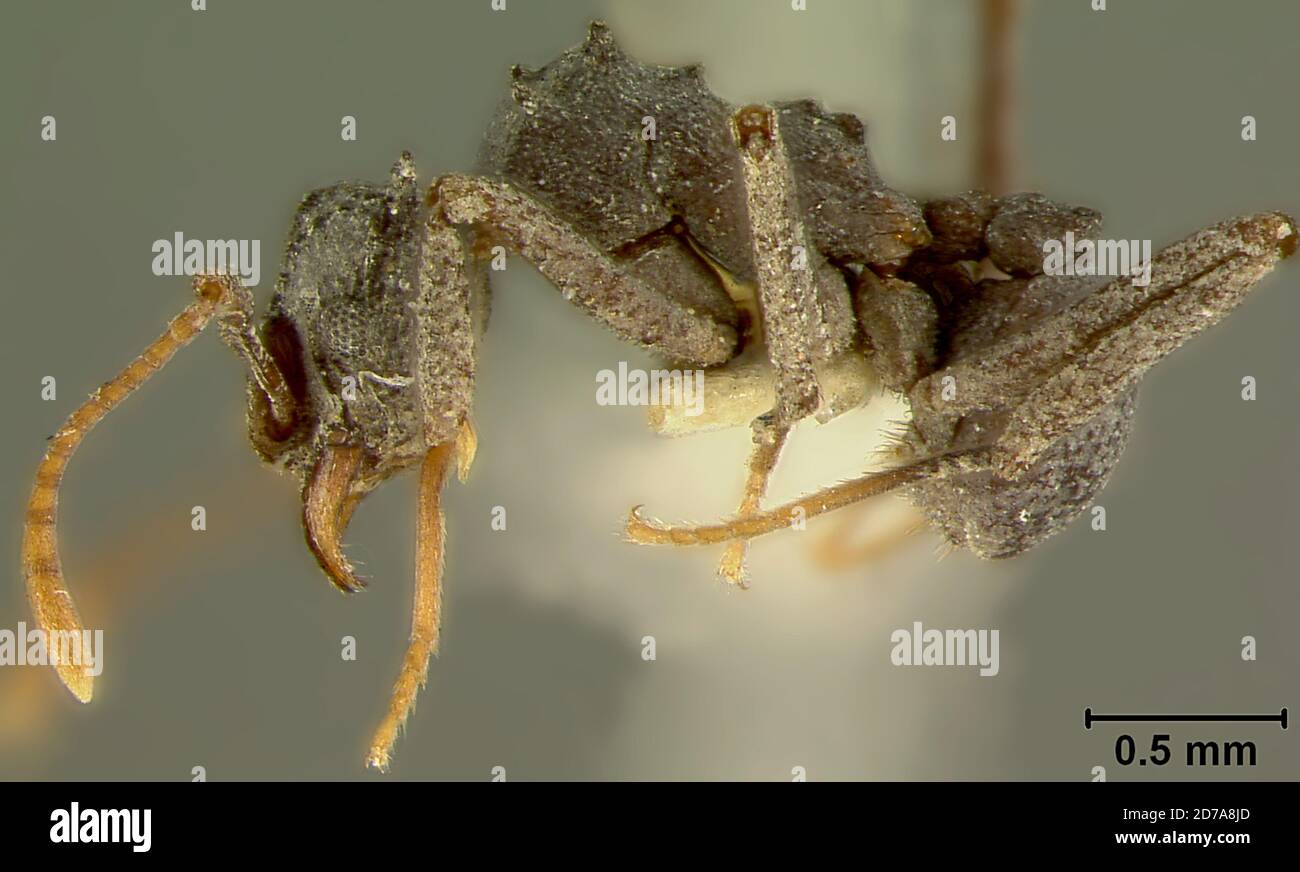 Jamaica, Cyphomyrmex foxi Andre, 1892, Animalia, Arthropoda, Insecta ...