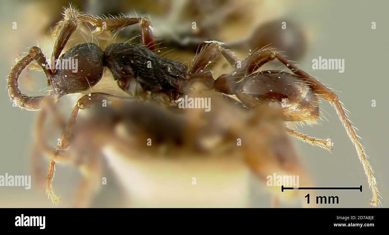 Umaguete, Negros Oriental, Philippines, Aenictus (Aenictus) aratus ...