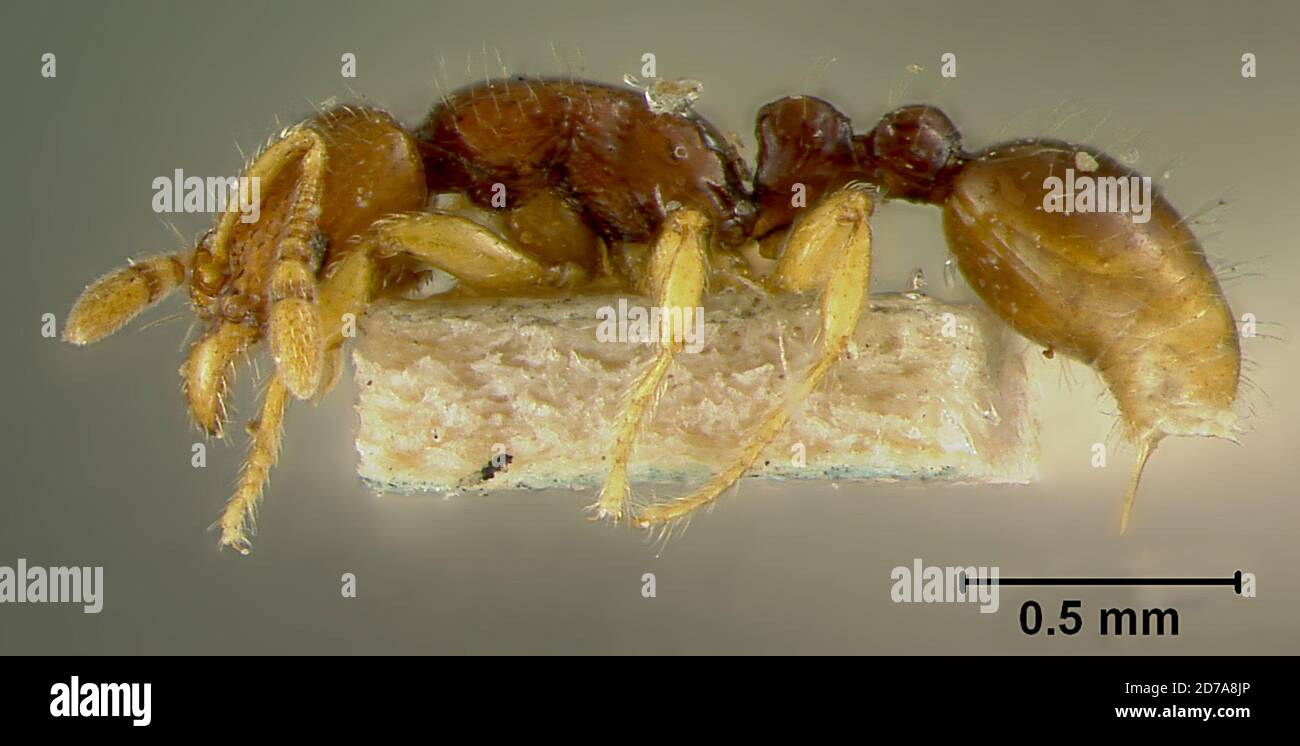 Fulakora, Solomon Islands, Vollenhovia foveaceps Mann, 1919, Animalia ...