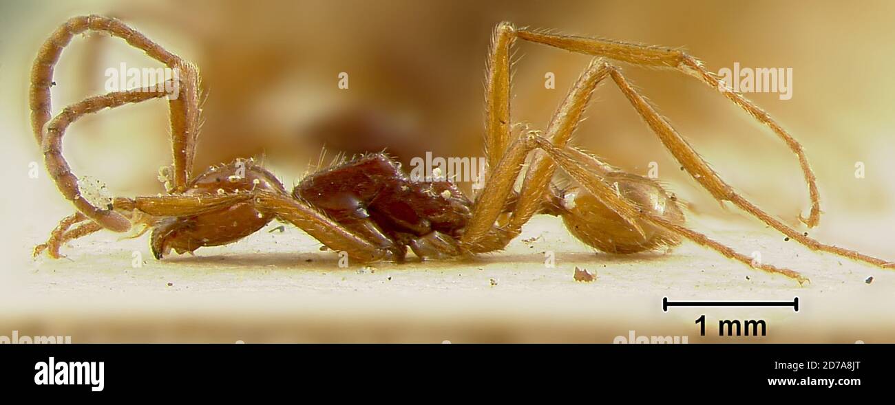 Costa Rica, Neivamyrmex gibbatus Borgmeier, 1953, Animalia, Arthropoda ...