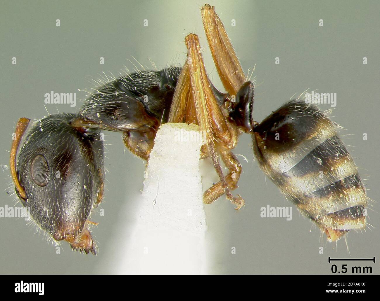 Guam, United States, Camponotus reticulatus fullawayi Wheeler, 1912 ...