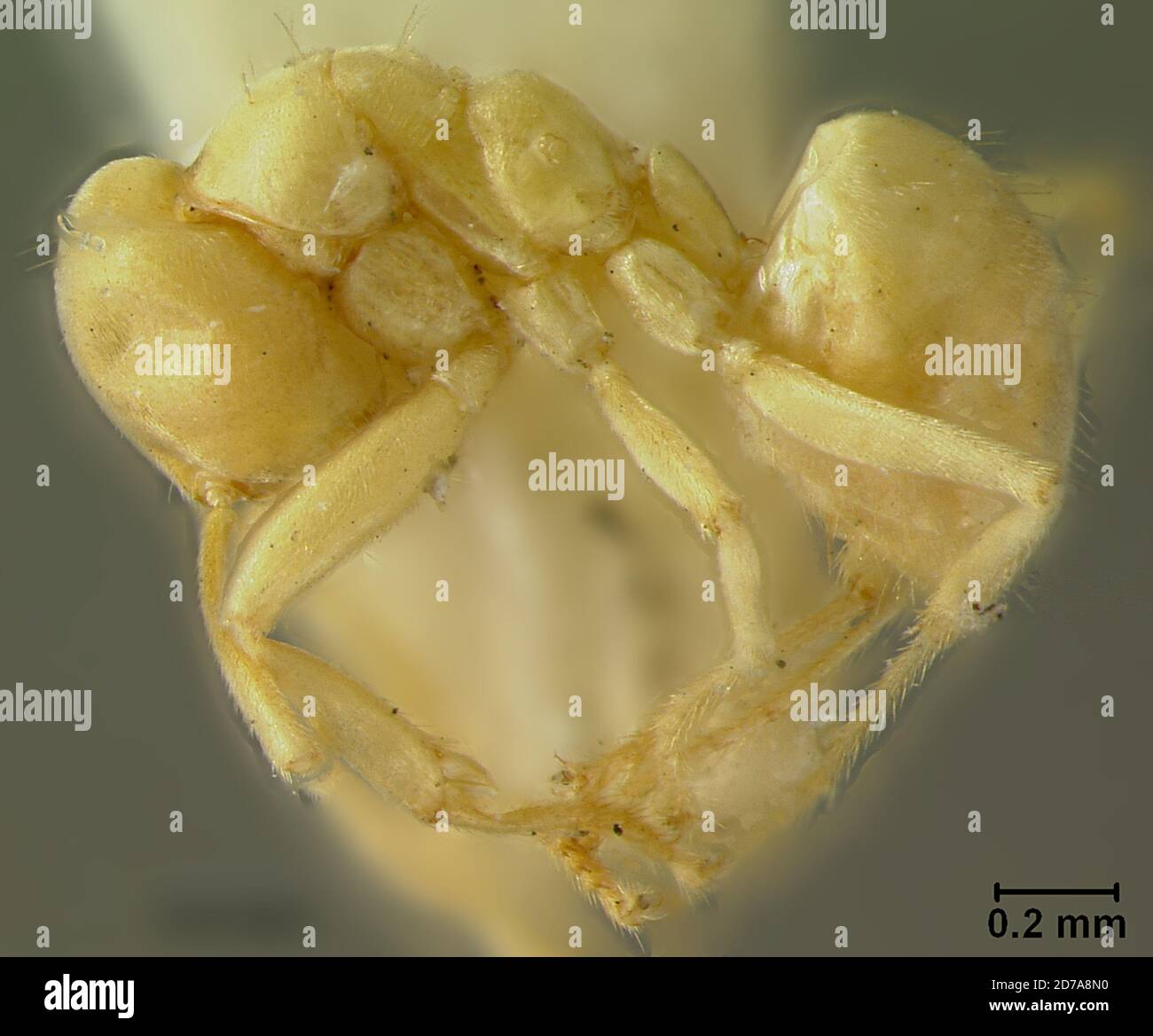 1922 animalia hi-res stock photography and images - Alamy