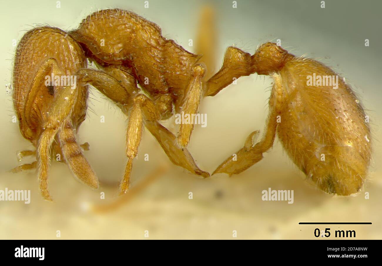 Kings River Canyon, California, United States, Stenamma brevicorne ...