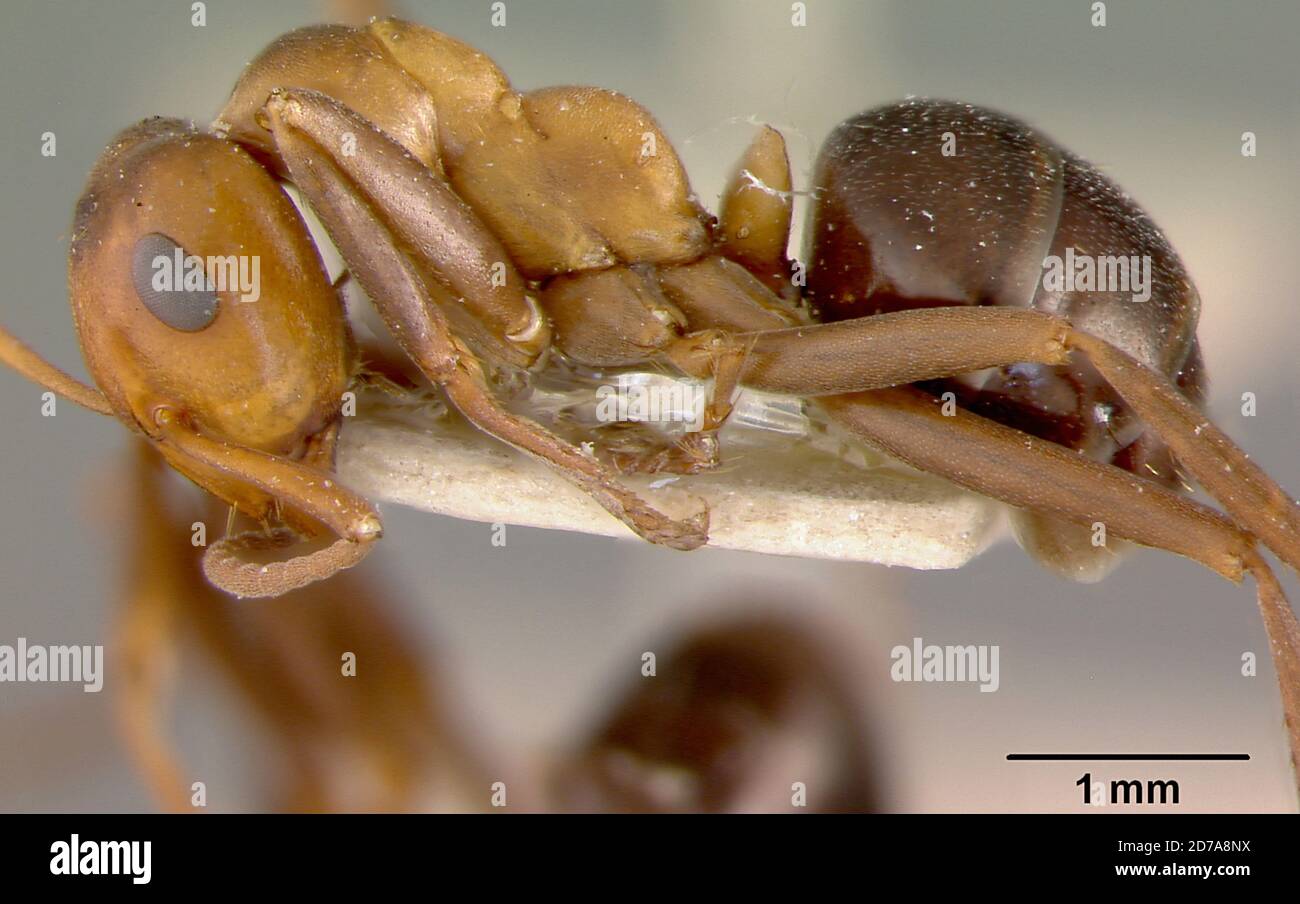 Formica Exsectoides High Resolution Stock Photography and Images - Alamy