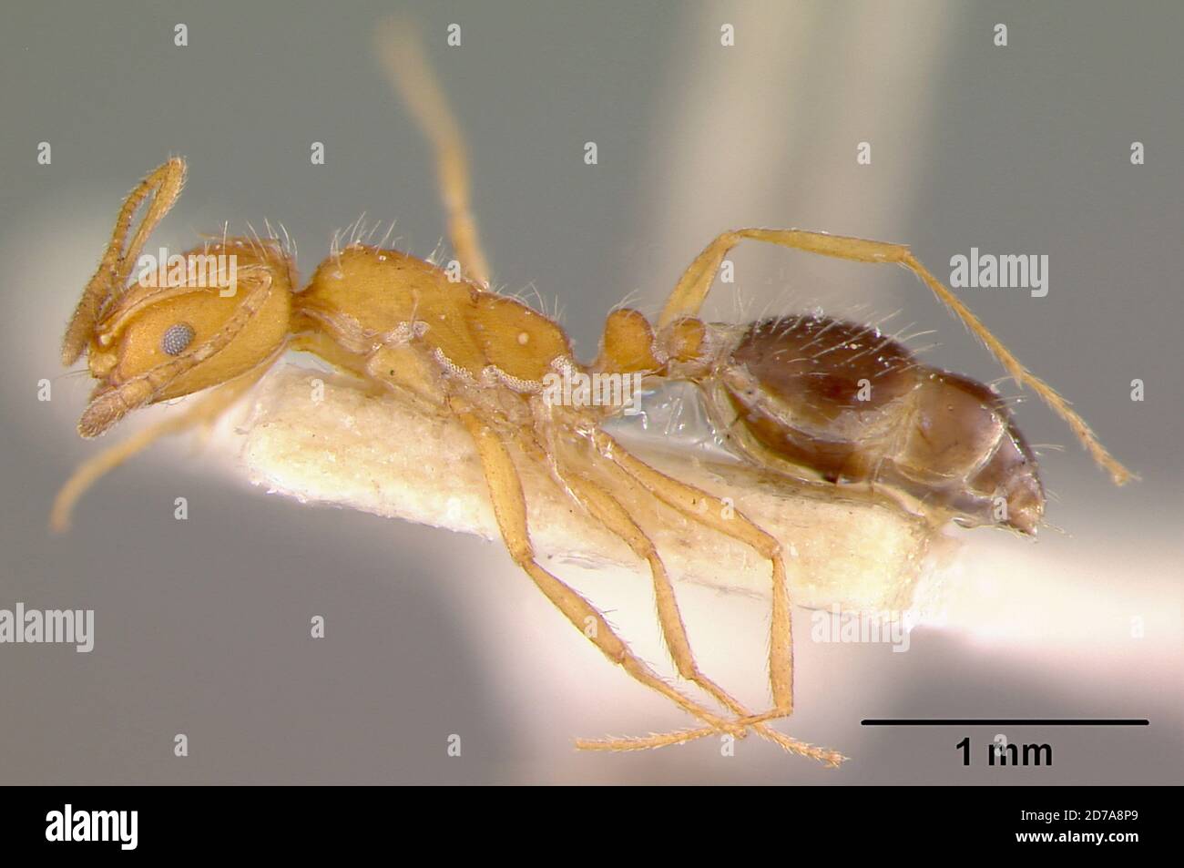 Nefessit hi-res stock photography and images - Alamy