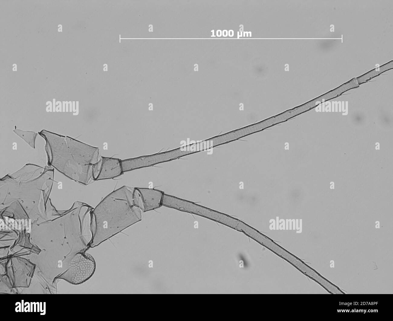 Rustic, Larimer, Colorado, United States, Macrosiphum longipes Gillette ...