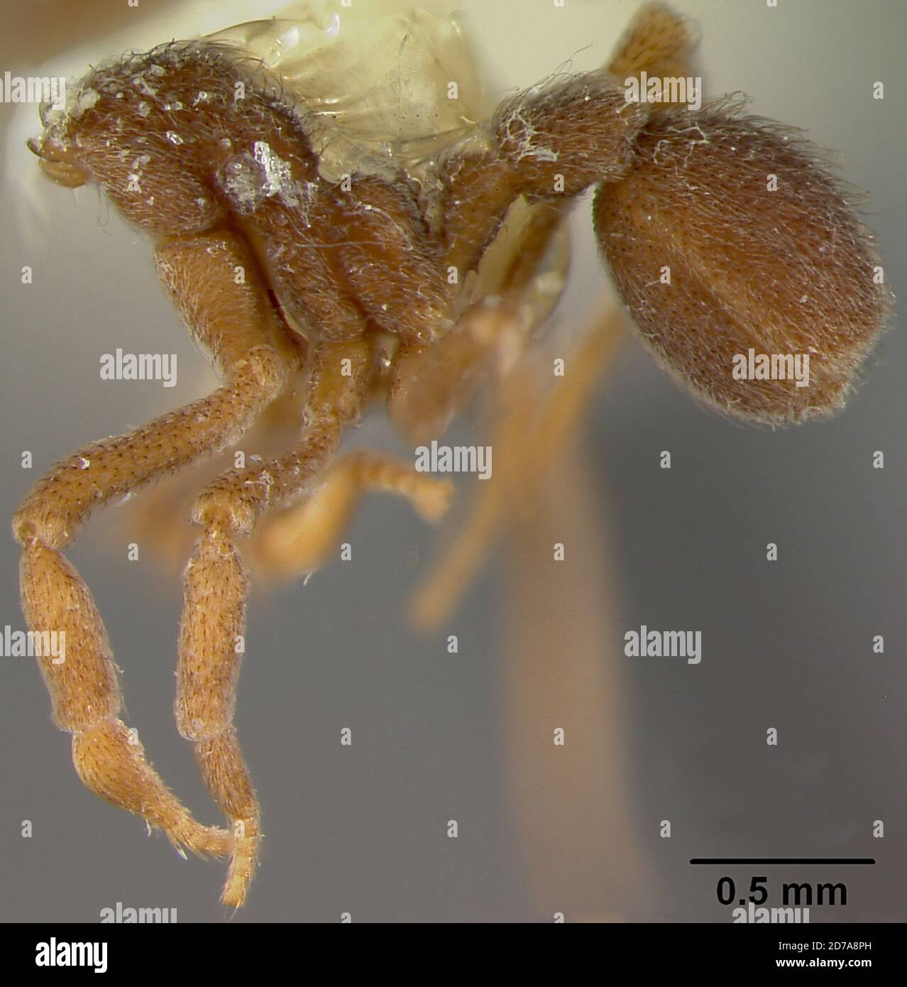 Apterostigma ierense weber hi-res stock photography and images - Alamy