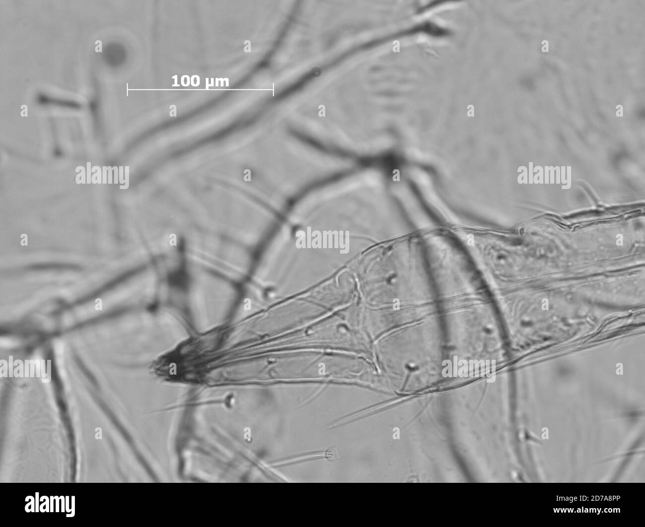 Macrosiphum holodisci jensen hi-res stock photography and images - Alamy