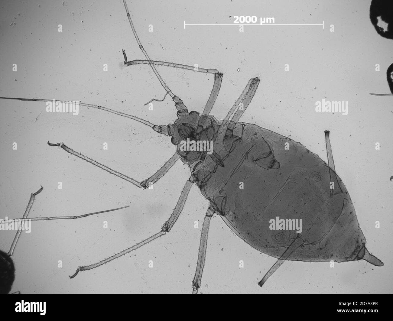 1935 animalia hi-res stock photography and images - Alamy