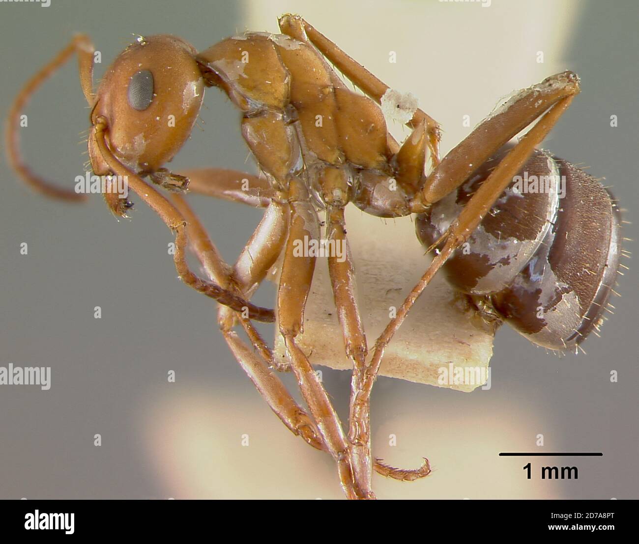 Lake Tahoe, California, United States, Formica microgyna californica ...