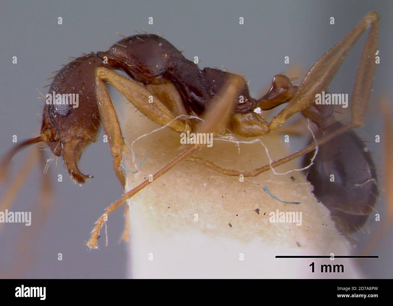Lombardia, Honduras, Aphaenogaster (Deromyrma) honduriana Mann, 1922 ...