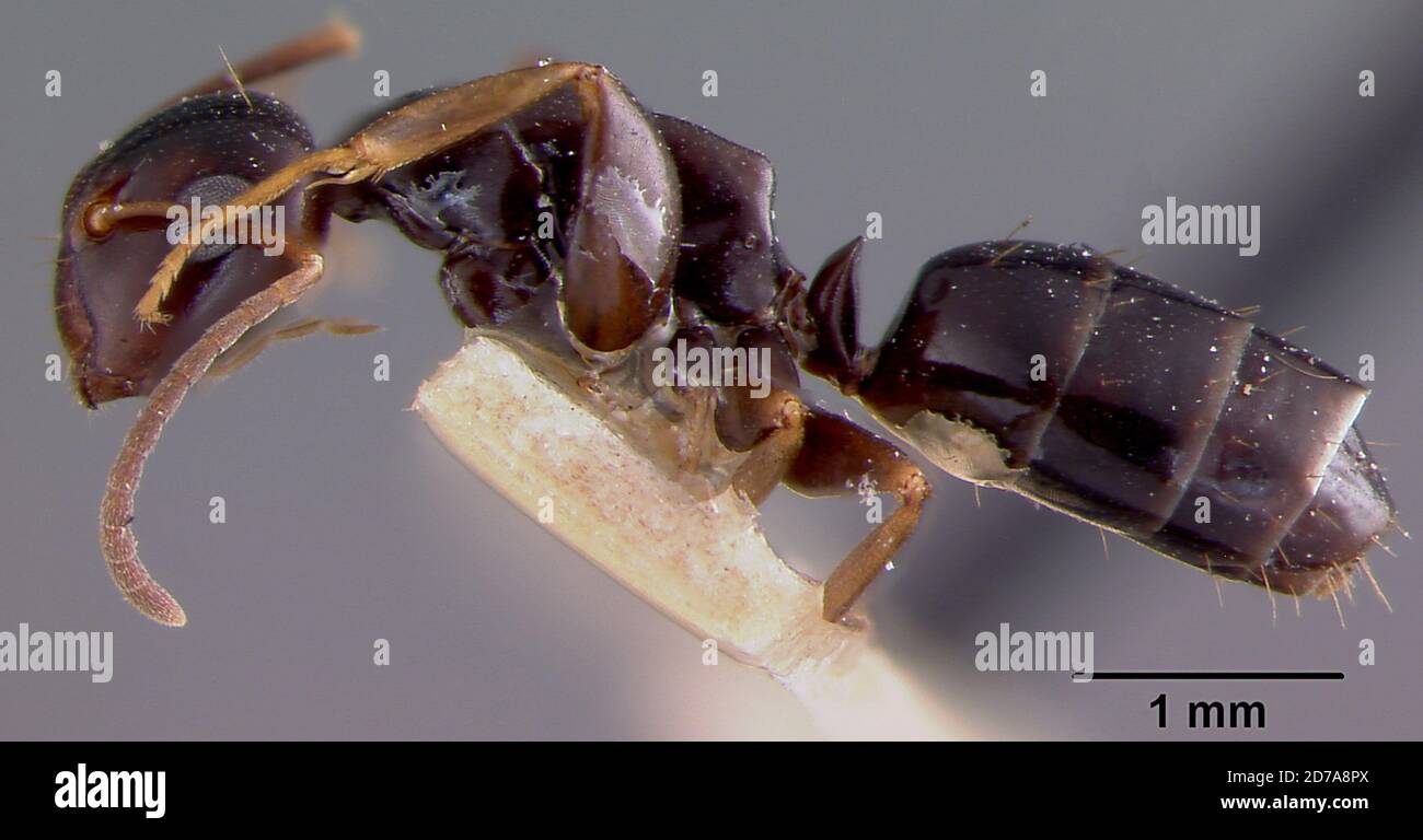 Lord Howe Island, New South Wales, Australia, Camponotus (Colobopsis ...