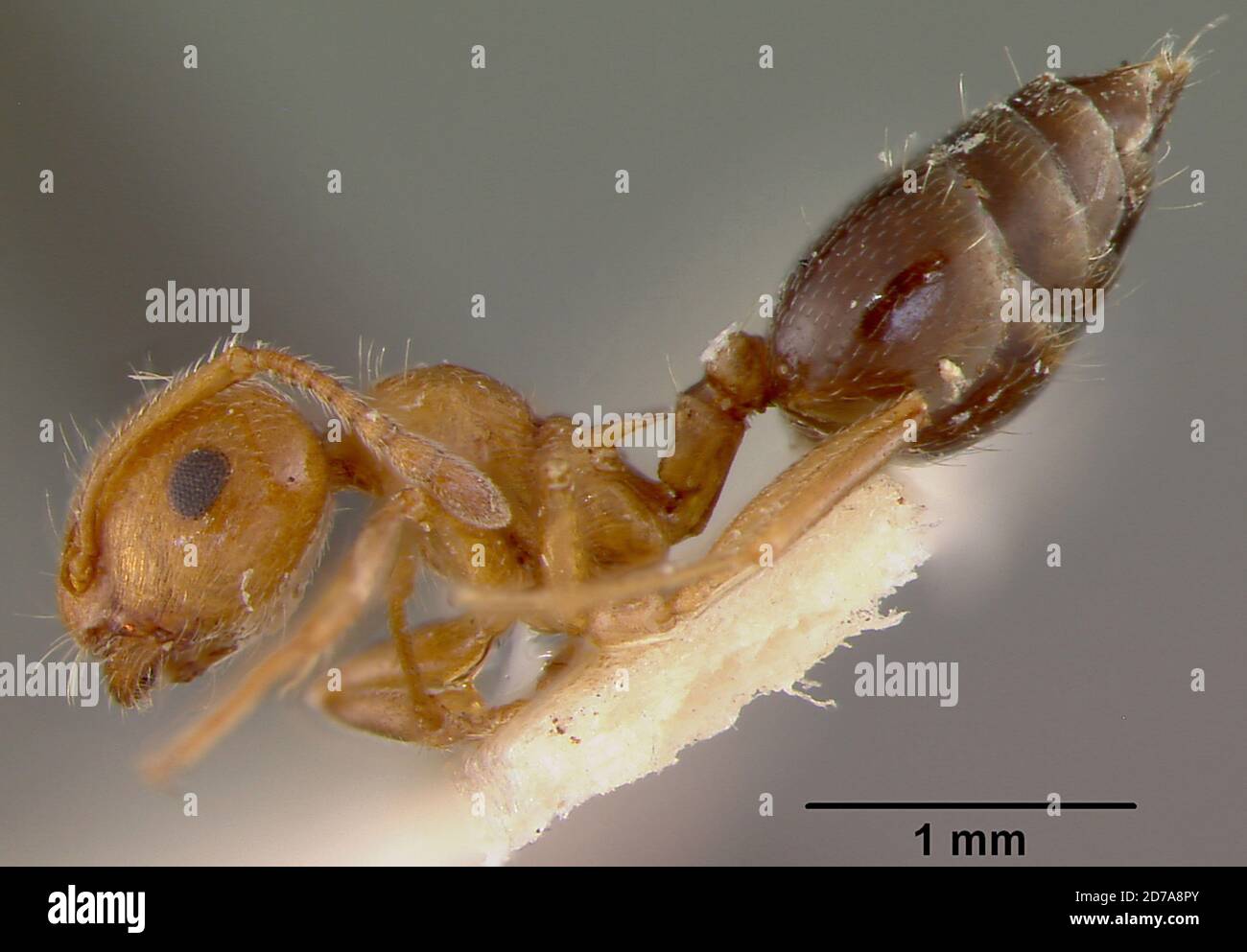 Phoenix, Maricopa, Arizona, United States, Crematogaster (Crematogaster ...