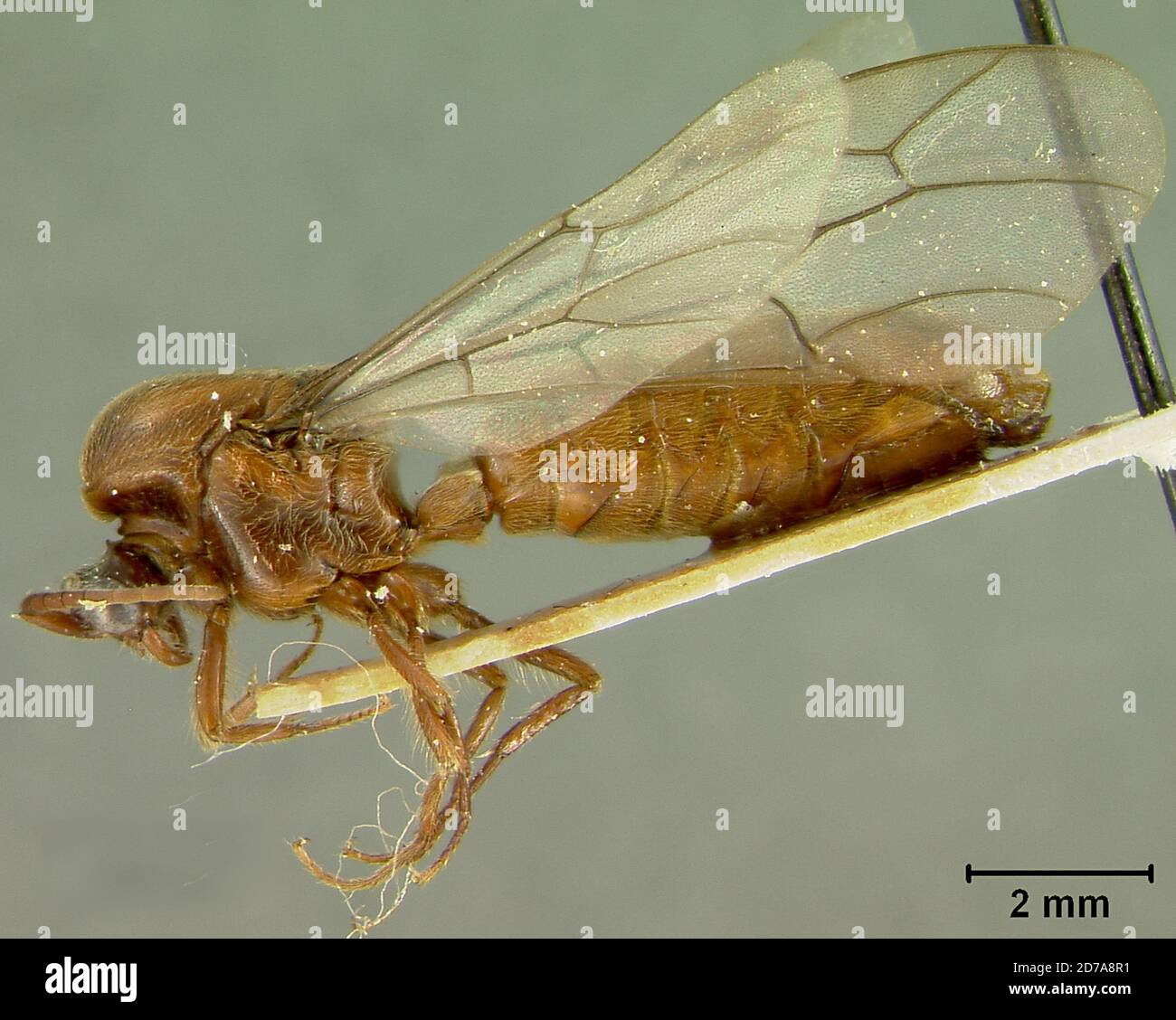 1955 animalia hi-res stock photography and images - Alamy