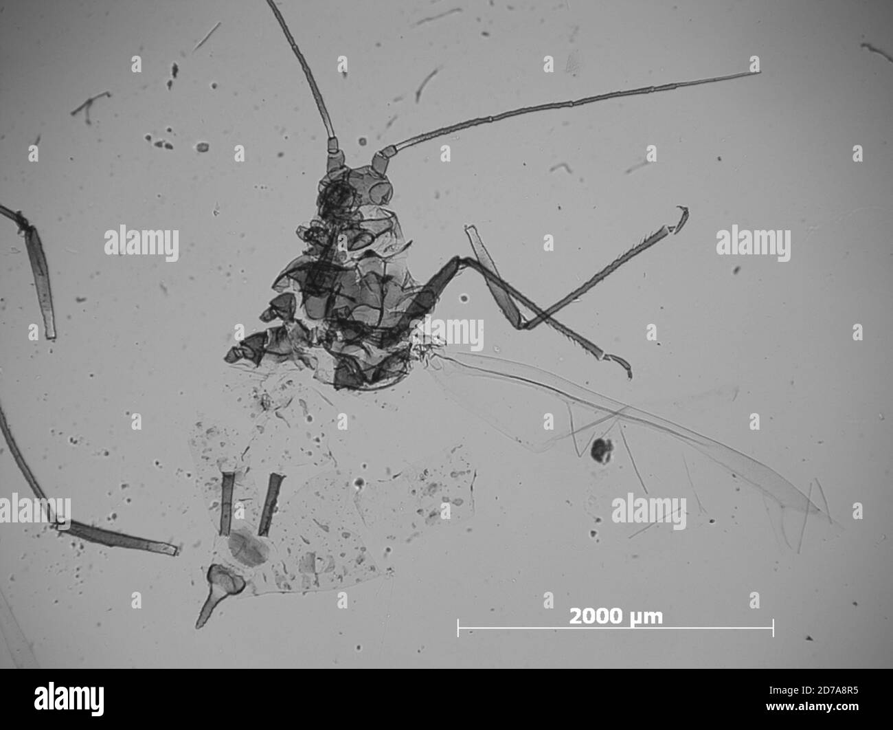 Sargents, Saguache, Colorado, United States, Macrosiphum jonesii ...