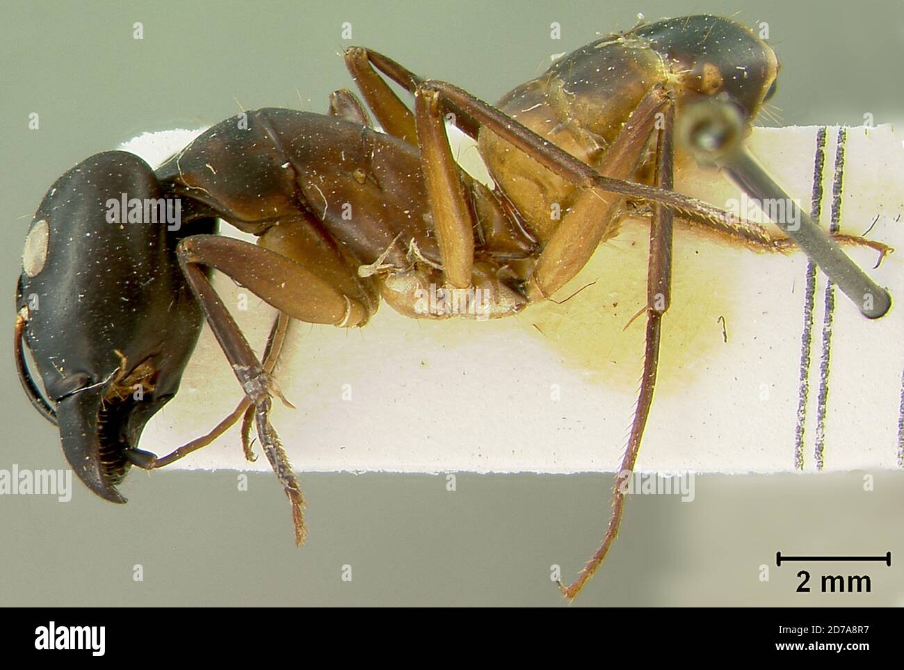 Brat crasio hi-res stock photography and images - Alamy