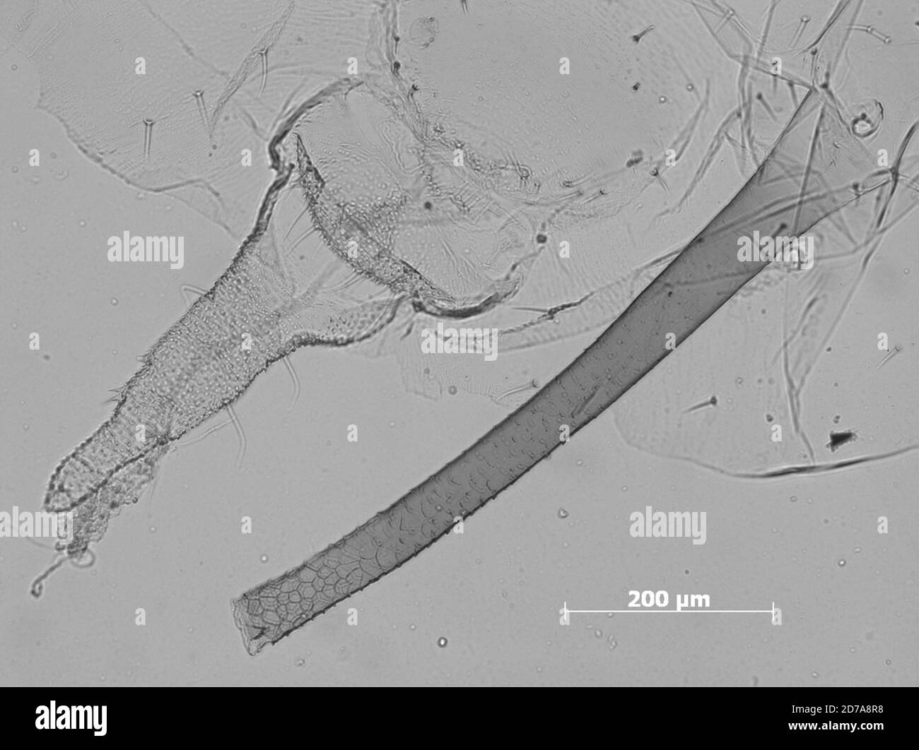 farm of Pedro Paulino, Sección La Mesa at San Francisco de Macorís ...