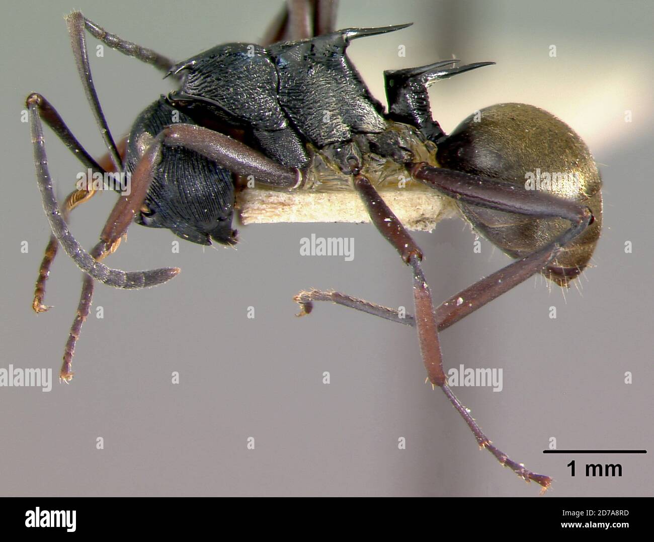 Maliali, Solomon Islands, Polyrhachis (Hedomyrma) santschi Mann, 1919 ...