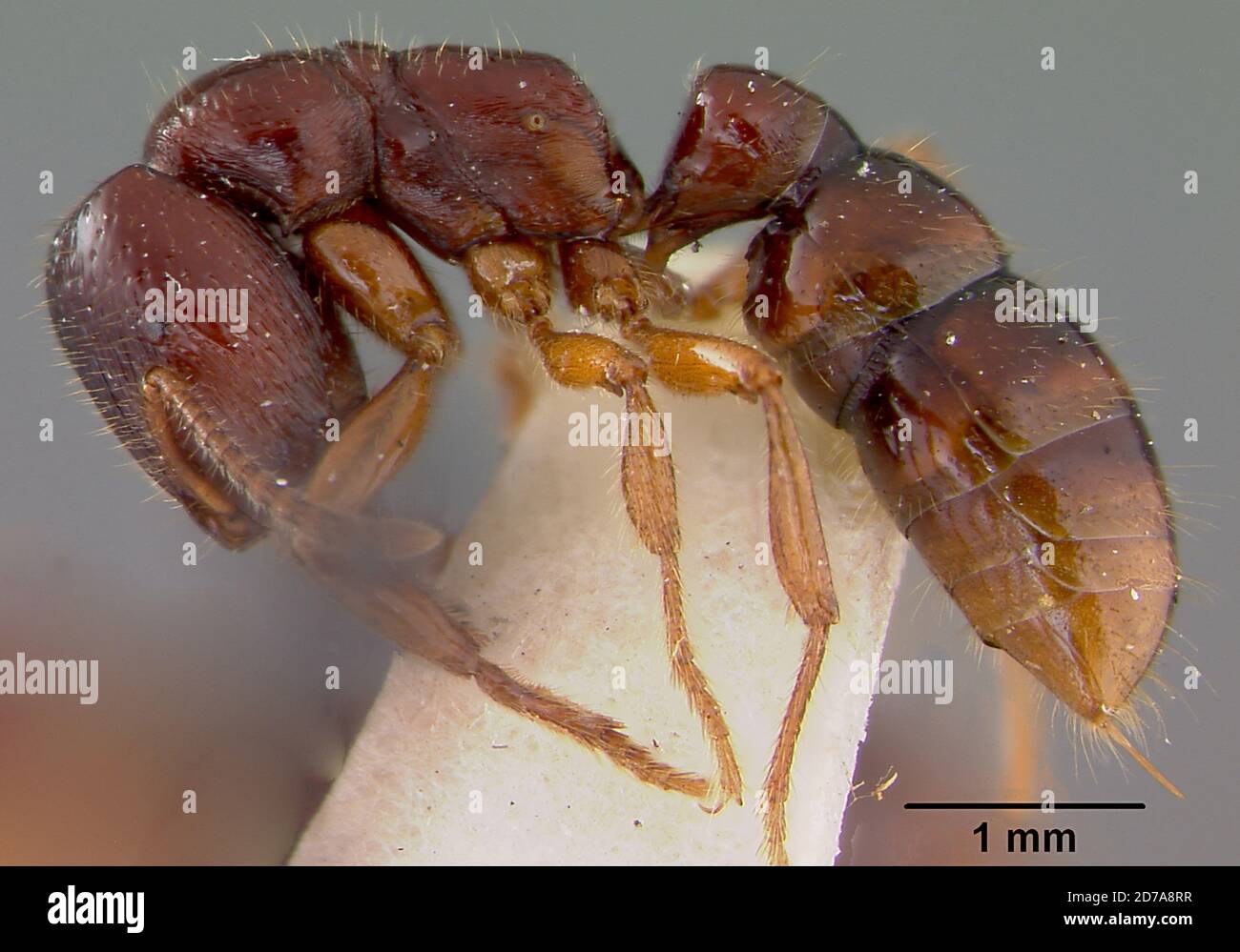 Lord Howe Island, New South Wales, Australia, Amblyopone australis ...