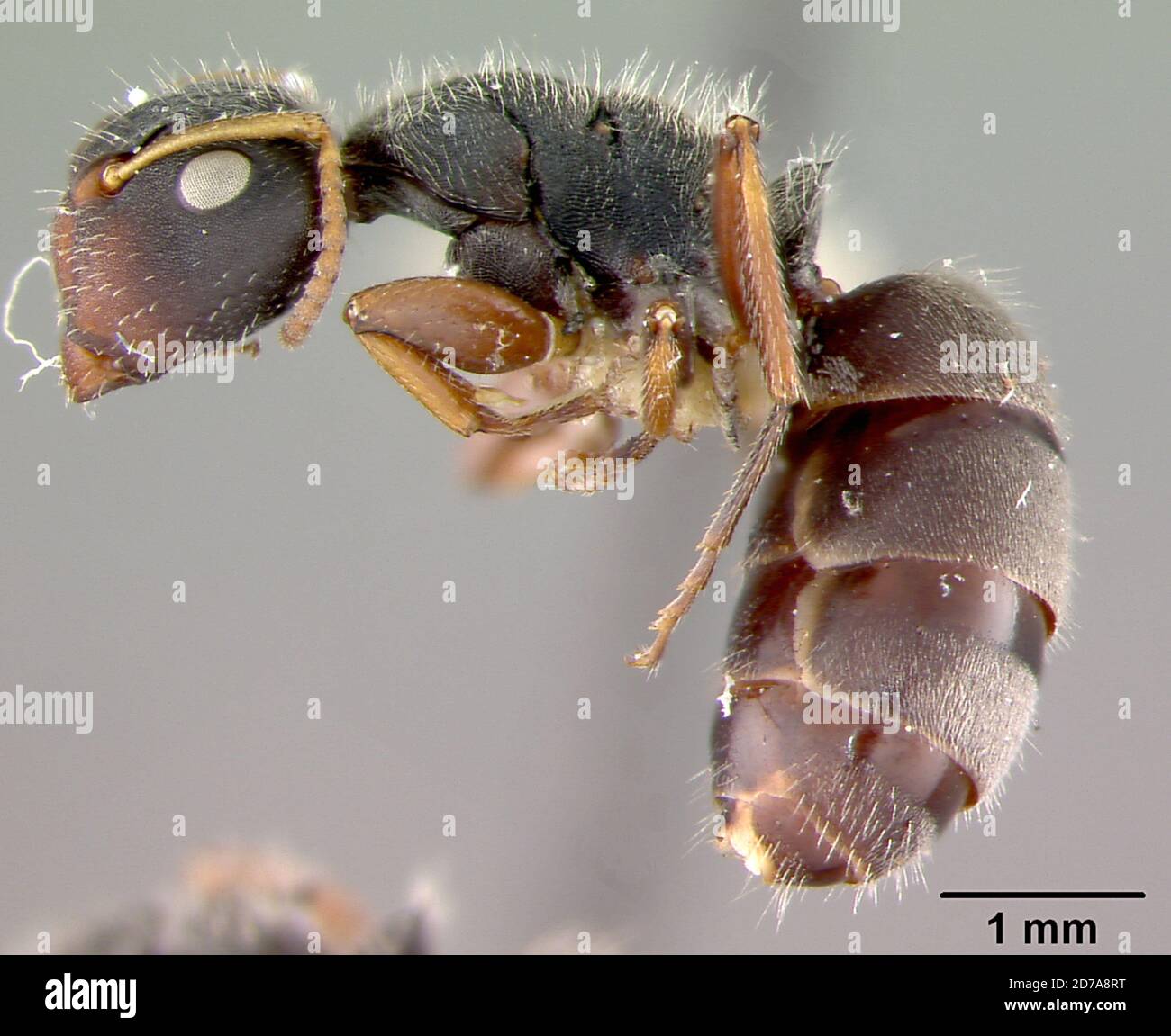 Zacapa, Guatemala, Camponotus (Myrmocladoecus) mucronatus hirsutinasus ...