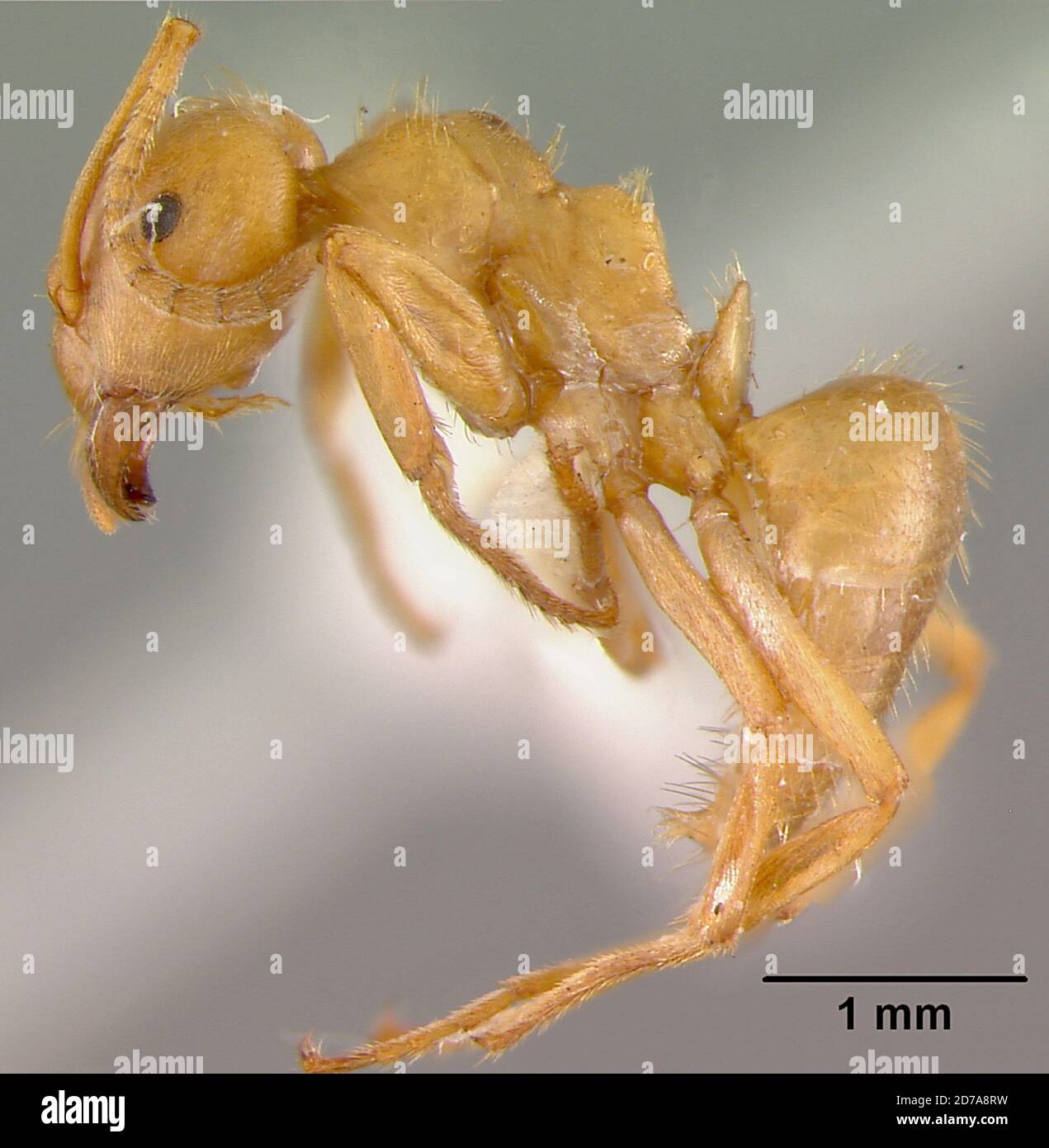 Hingstoni donisthorpe hi-res stock photography and images - Alamy