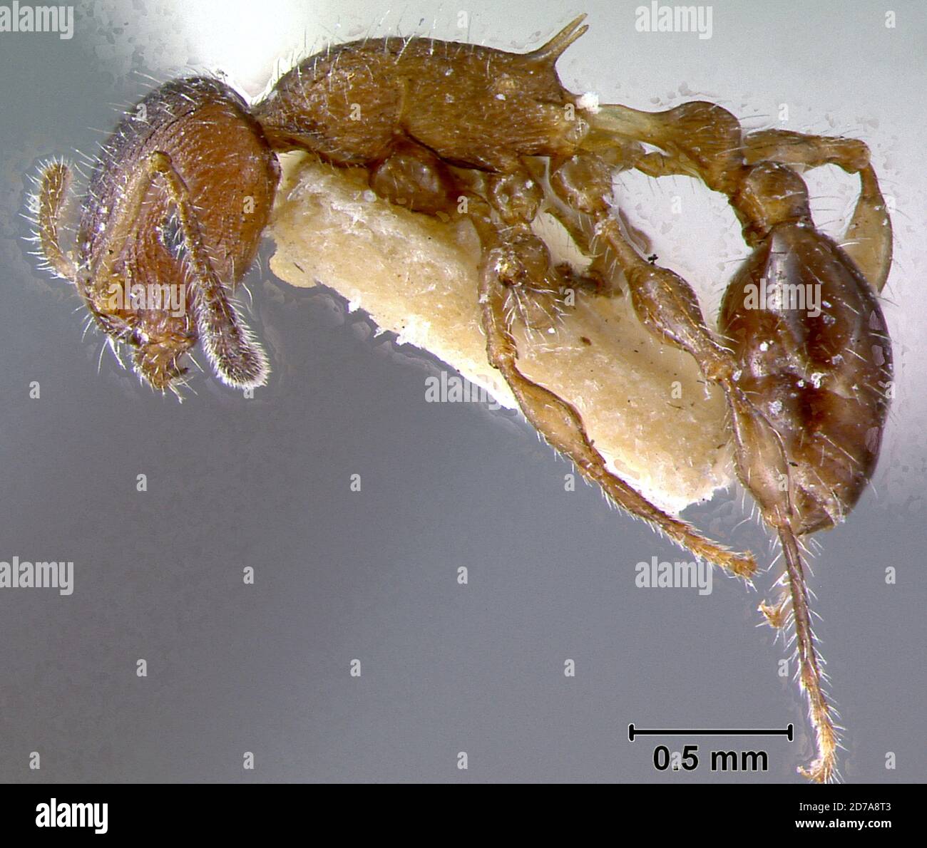 Bruneri mann hi-res stock photography and images - Alamy