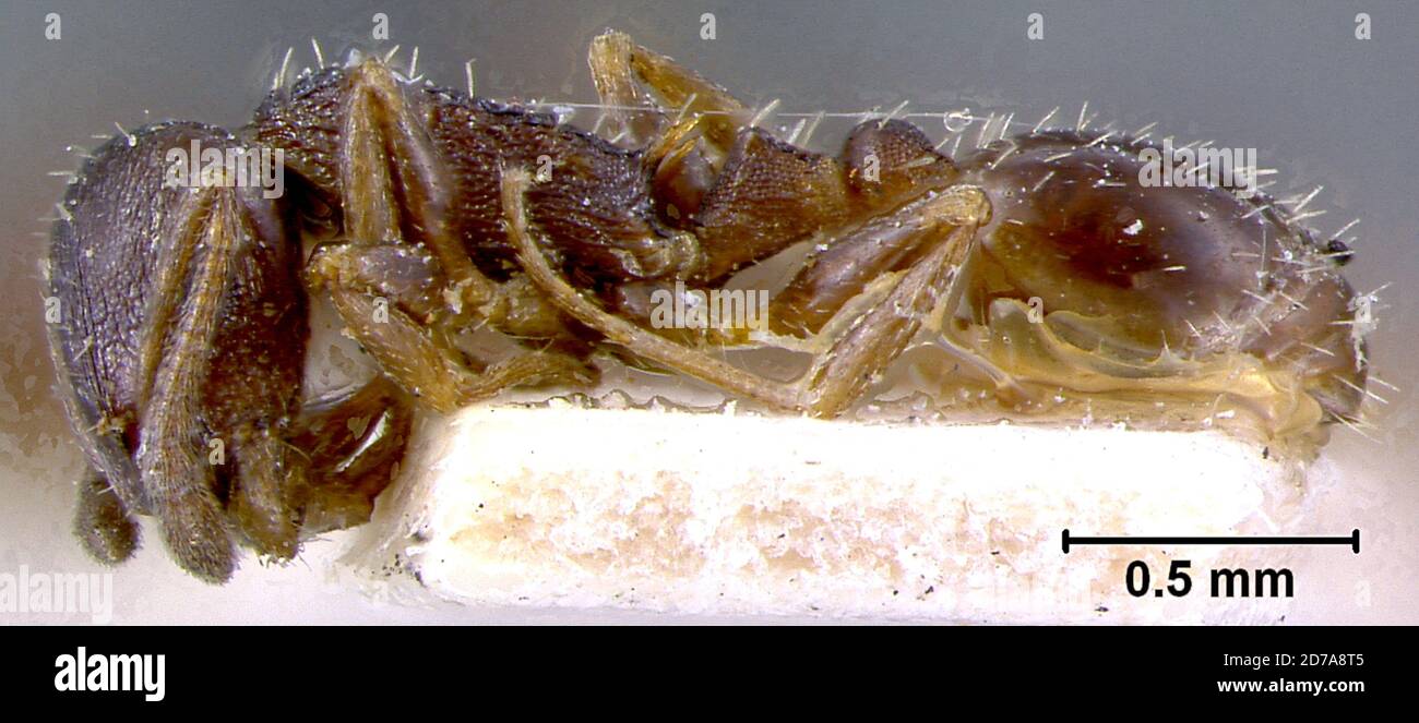 Algeria, Leptothorax angustulus algiricus var. brunea Santschi, 1918 ...