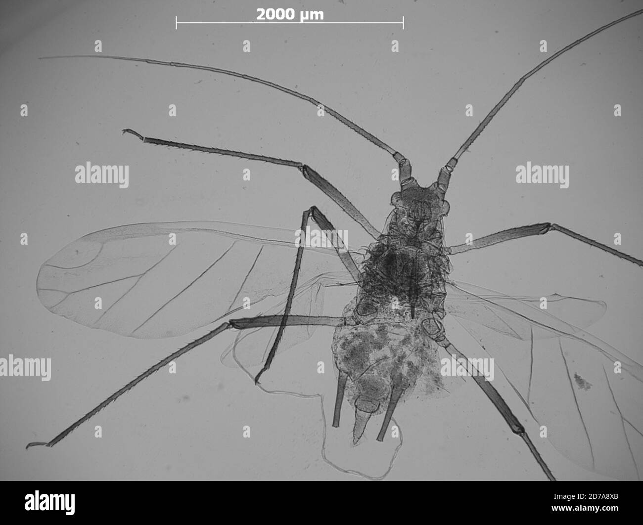 Philipsburg, Black Moshannon Dam, Centre, Pennsylvania, United States ...