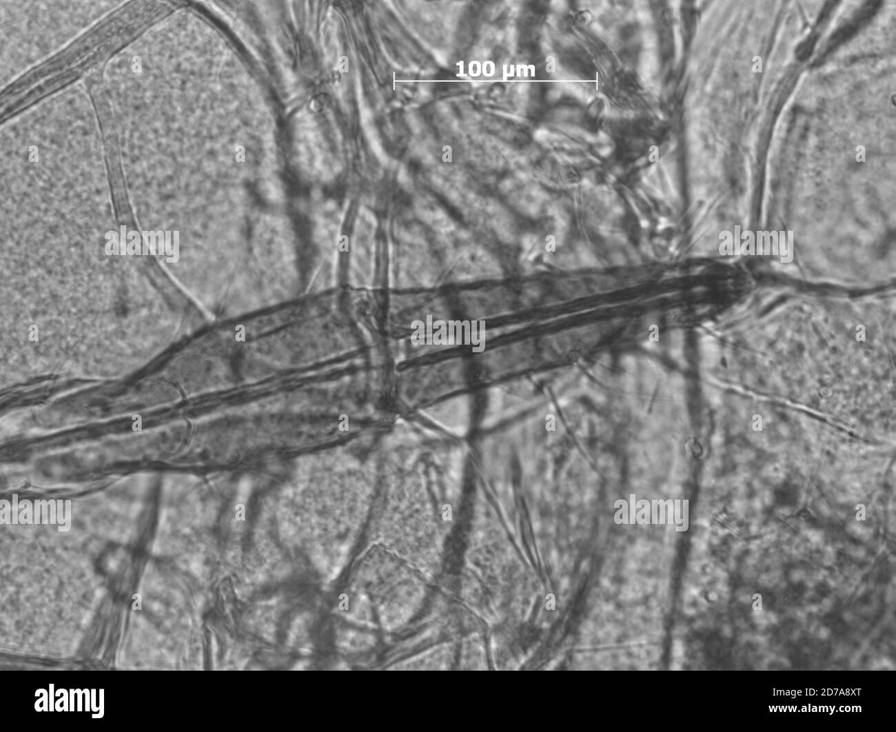 Baton Rouge, East Baton Rouge, Louisiana, United States, Macrosiphum ...