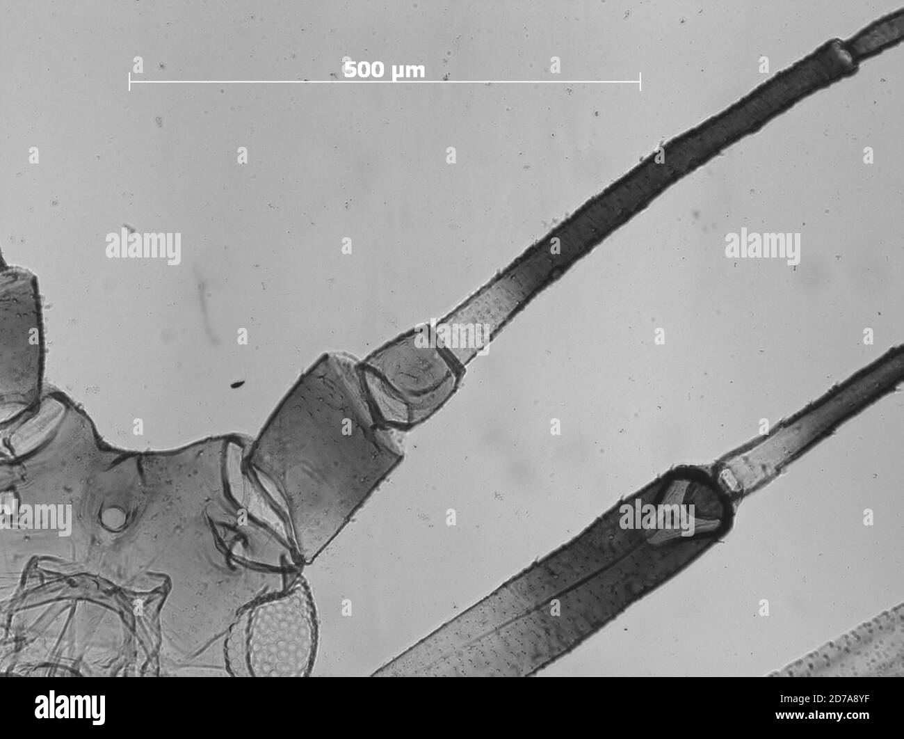 1963 animalia hi-res stock photography and images - Alamy