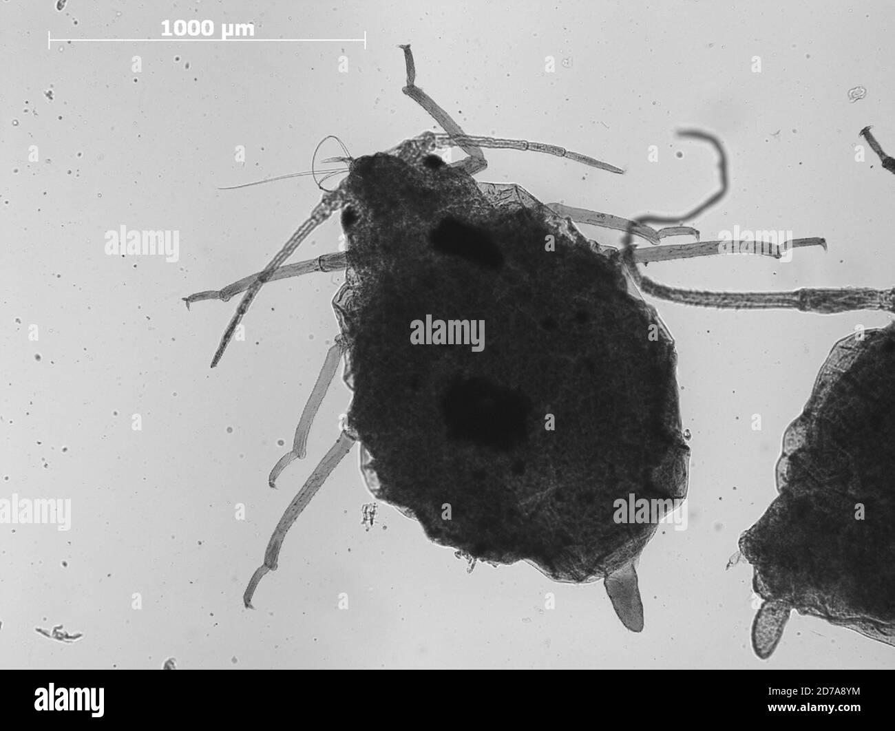 Utah Agricultural College, Logan, Cache, Utah, United States ...