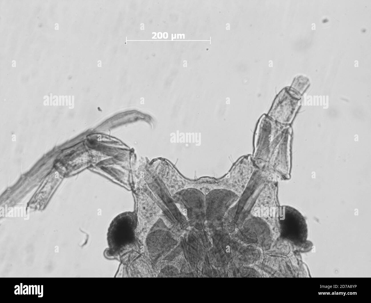 Emery, Utah, United States, Macrosiphum zerogutierreziae Smith ...