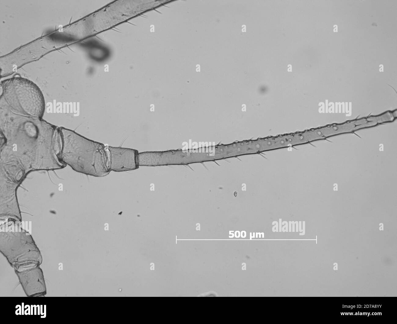 Baton Rouge, East Baton Rouge, Louisiana, United States, Macrosiphum ...