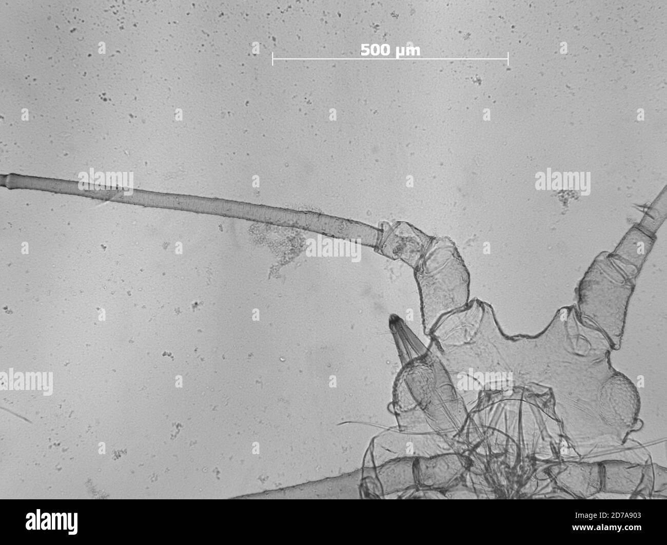 British Columbia, Canada, Masonaphis (Ericobium) spiraeae MacGillivray ...