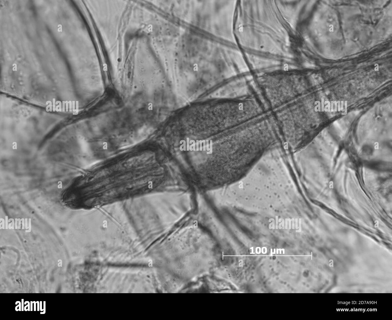 Tioga pennsylvania Black and White Stock Photos & Images - Alamy