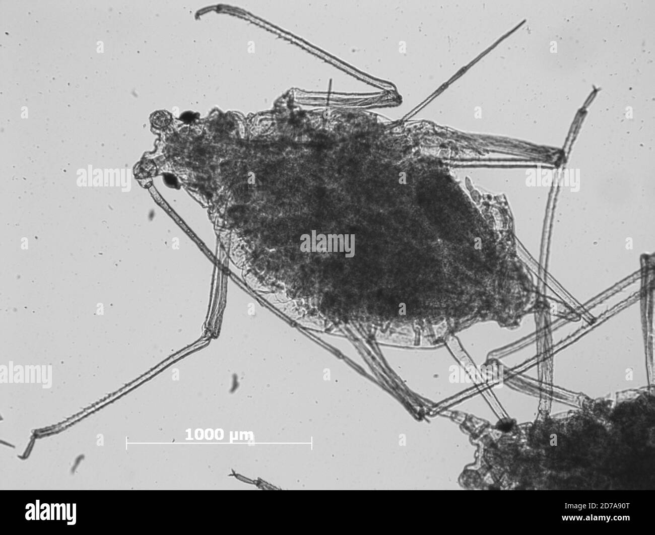 Saint George, Washington, Utah, United States, Macrosiphum zoorosarum ...